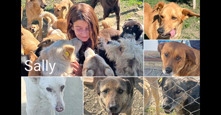 SOS street dogs Morocco - Sanctuaire de la Faune de Tanger (SFT ...