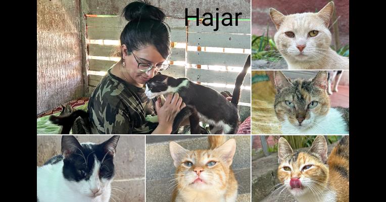 SOS cats Morocco - Hajar Aourz - Animal Webaction