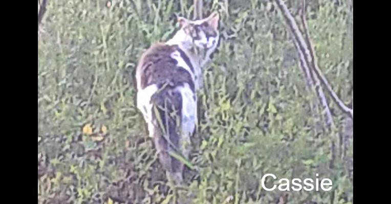 Cassie - Cœur Animal - Animal Webaction