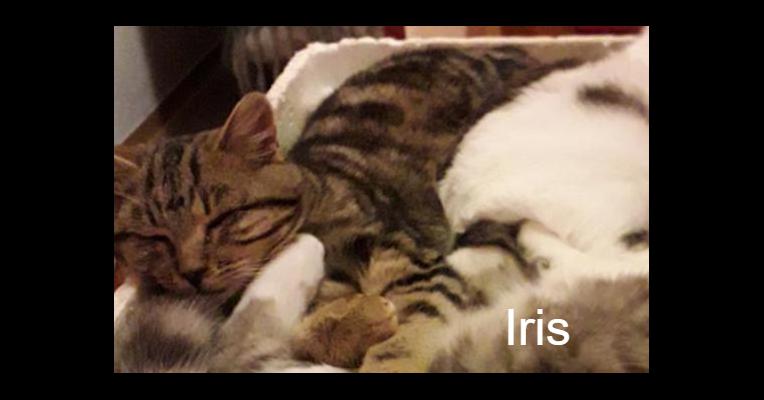 Iris - Chats Oubliés - Animal Webaction