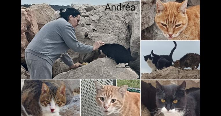 SOS 150 street cats! - Protect Cat - Animal Webaction