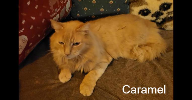 Caramel - Chat de Gout'hier sans Toit - Animal Webaction