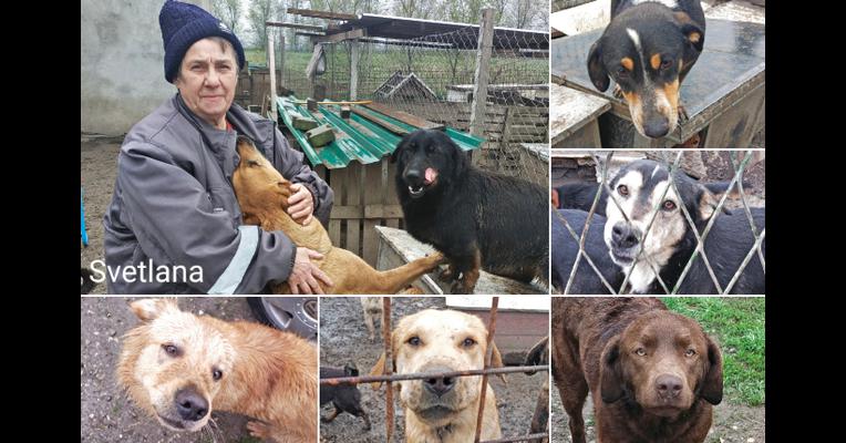 SOS 224 chiens Serbie - Association for the protection of animals "BAK ...