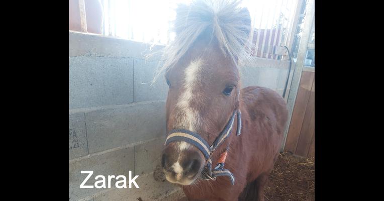 Zarak - Equi-Libre : Droit à la Retraite Equine - Animal Webaction