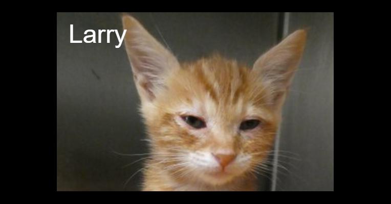 Larry - ANIMAL ATTITUDE - Animal Webaction