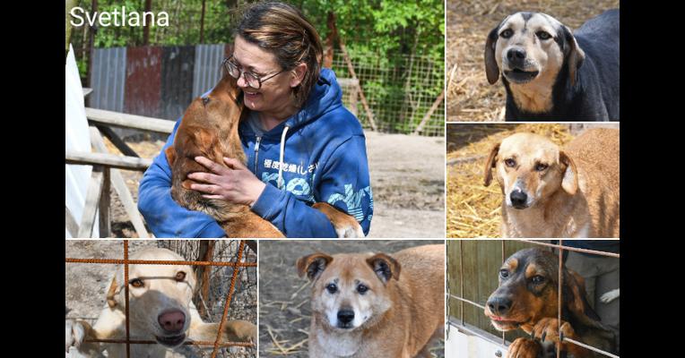 SOS 163 dogs Serbia - Svetlana Bjelogrlic - Animal Webaction
