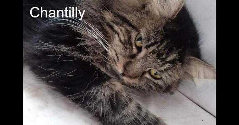 Chantilly - Stérilcat 80 - Animal Webaction