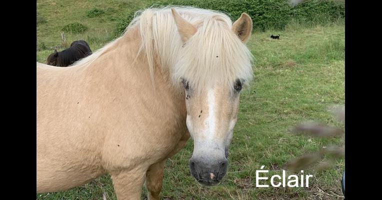 Éclair - Espoir au Galop - Animal Webaction