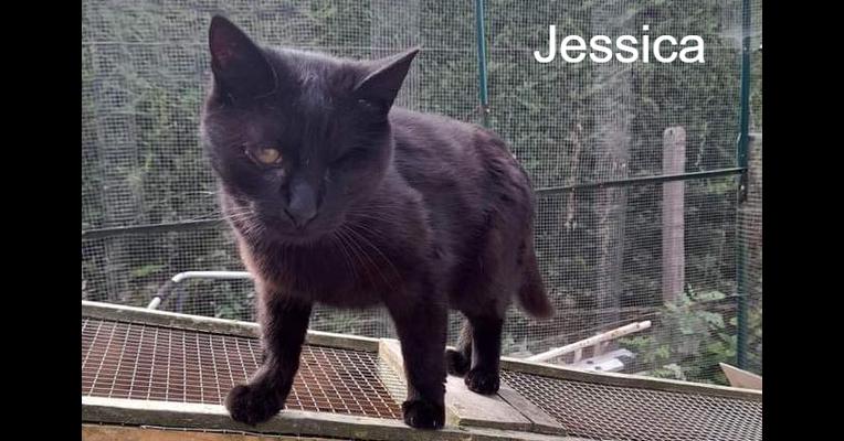 Jessica - Les Amis de Michouette - Animal Webaction