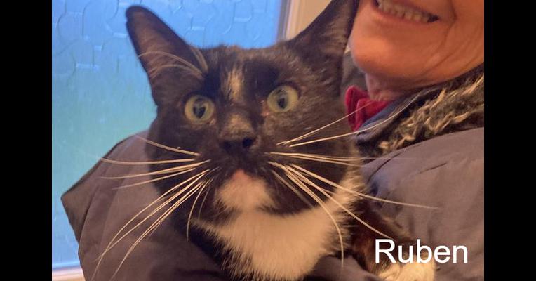 Ruben - Shortened deadline - Cosette - Animal Webaction