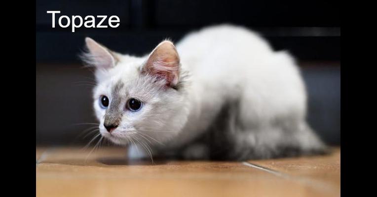 Topaze - Truffes sans Toit - Animal Webaction