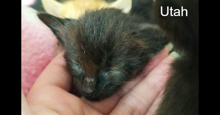 Utah - Truffes sans Toit - Animal Webaction