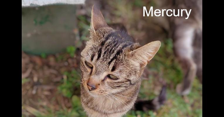 Mercury - OCCP - Animal Webaction