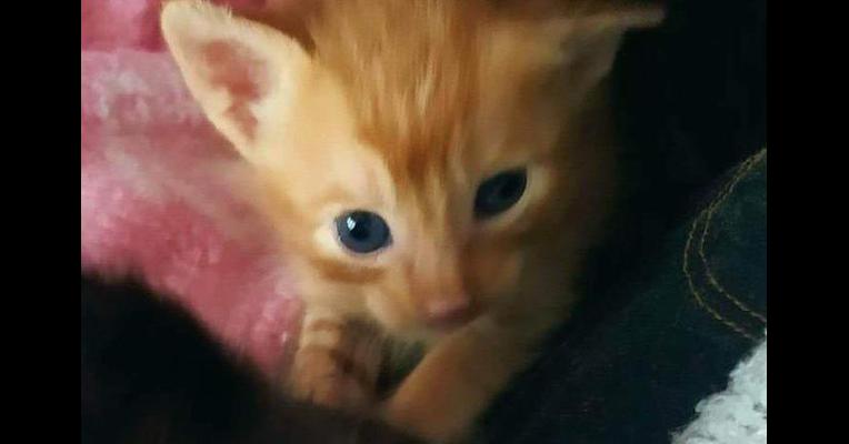 Uki - Truffes sans Toit - Animal Webaction