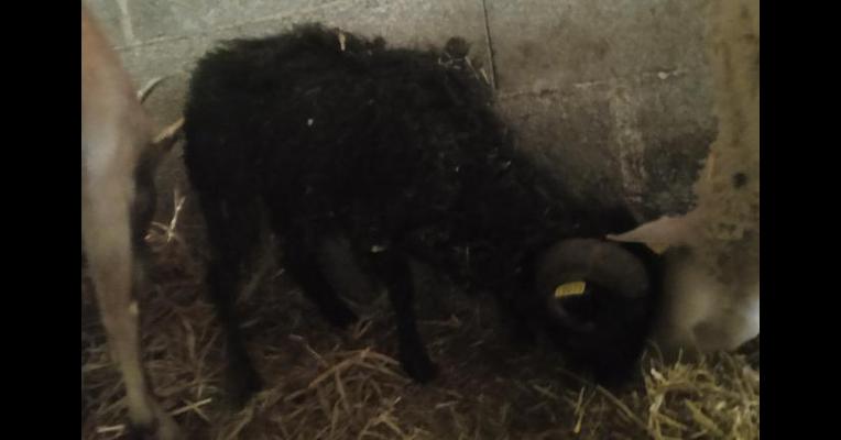 Réglisse - Ulyan - Animal Webaction