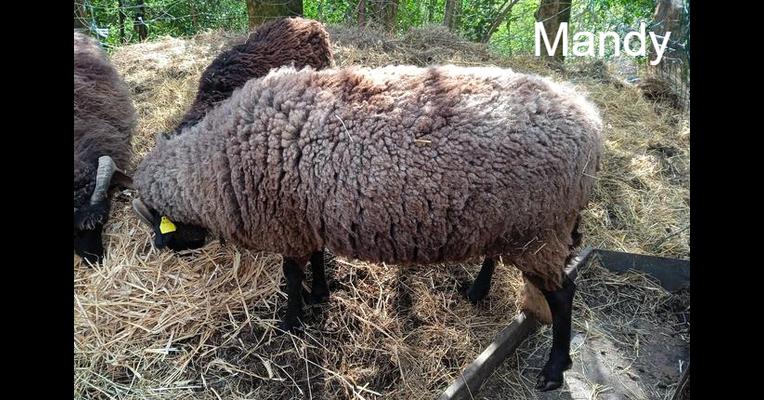 Mandy - Ulyan - Animal Webaction