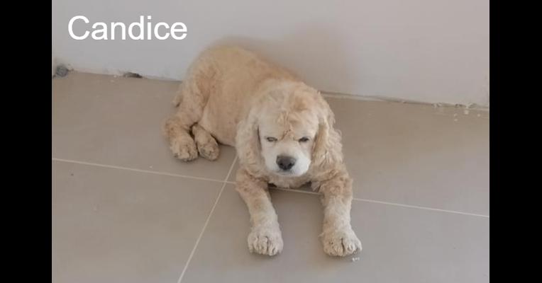 Candice - Shortened deadline - Cœur Animal - Animal Webaction