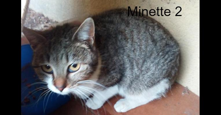 Minette 2 - 4 Pattes 30 - Animal Webaction