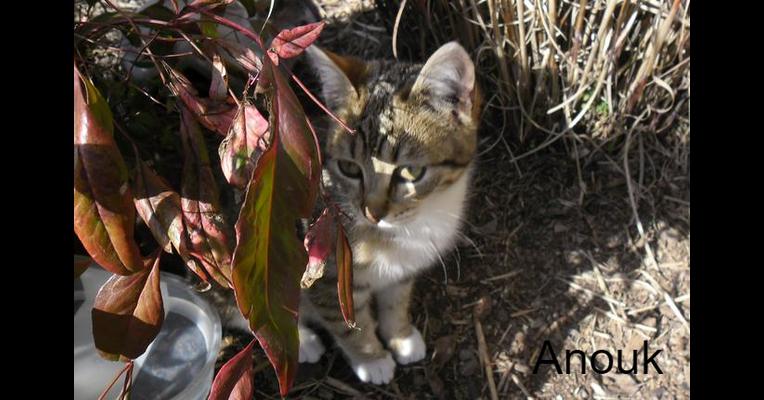 Anouk - The Rescue And Cie - Animal Webaction