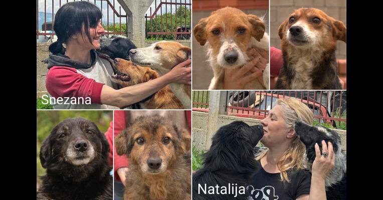 SOS 140 chiens Serbes - Serbian Society for the Protection of Animals - SSPA - Animal Webaction