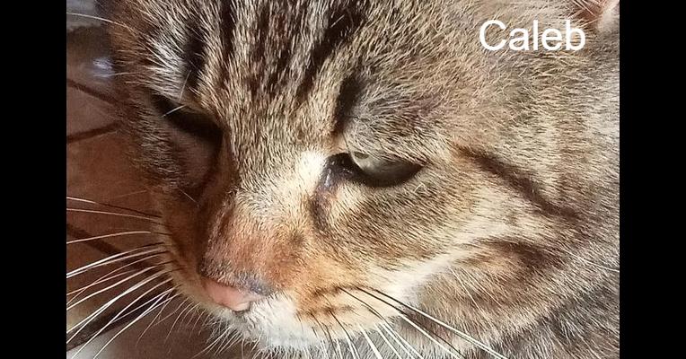 Caleb - Shortened deadline - Les chats libres de Caro - Animal Webaction