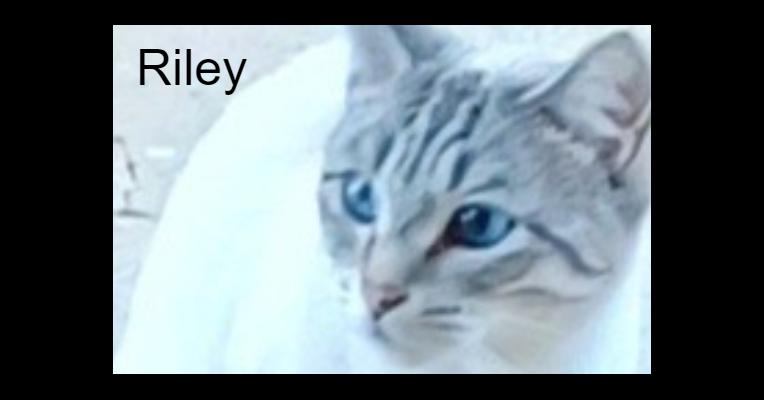 Riley - Cat Miaou - Animal Webaction