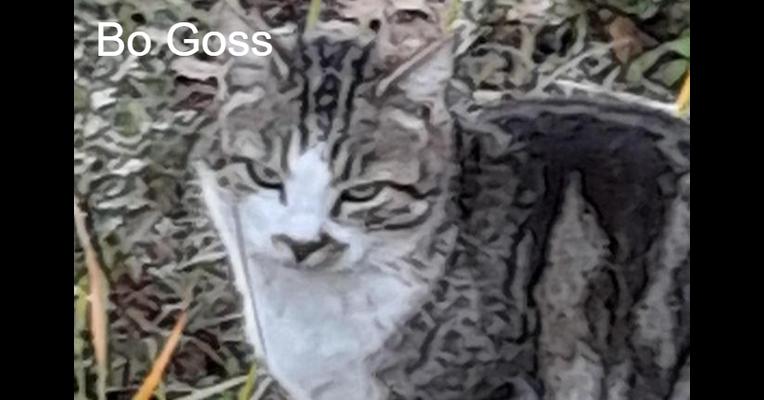 Bo Goss - Cat Miaou - Animal Webaction