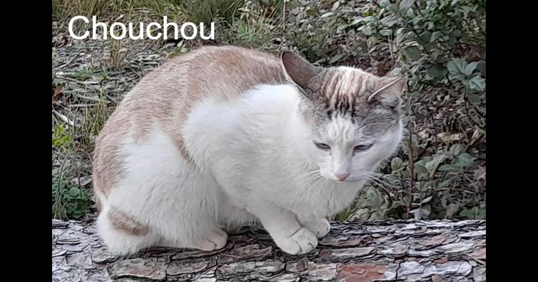 Chouchou - Cat Miaou - Animal Webaction