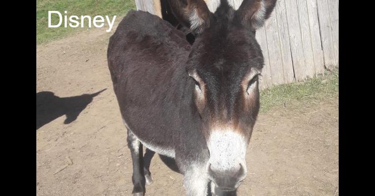 Disney - ADADA - Animal Webaction