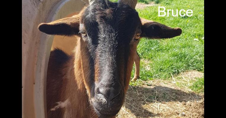 Bruce - 4 Sabots et un Fer - Animal Webaction