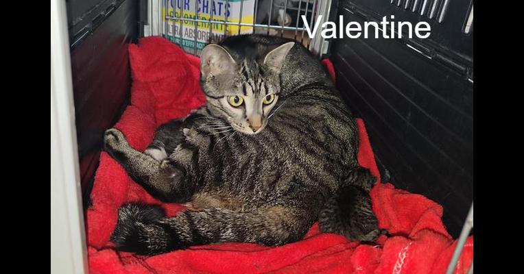 Valentine - Adopte Un Matou - Animal Webaction