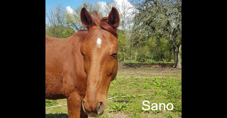 Sano - 4 Sabots et un Fer - Animal Webaction