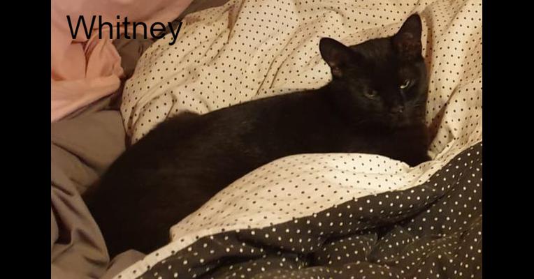 Whitney - Roses et Bandanas - Animal Webaction