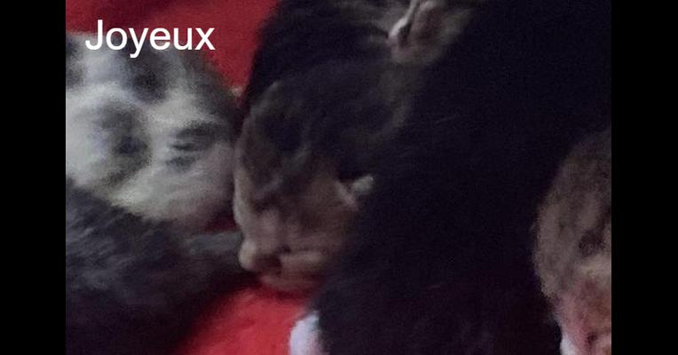 Joyeux - Adopte Un Matou - Animal Webaction