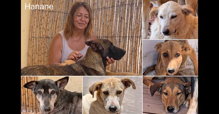SOS 195 chiens Maroc - AHPPAE - Animal Webaction