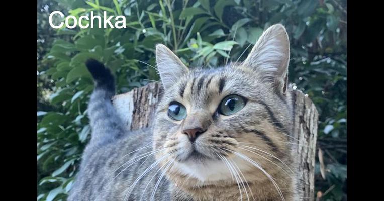 Cochka - Univers Libre - Animal Webaction