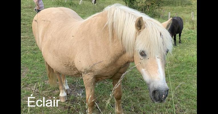 Éclair - Espoir au Galop - Animal Webaction