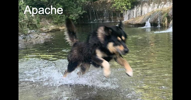 Apache - Univers Libre - Animal Webaction