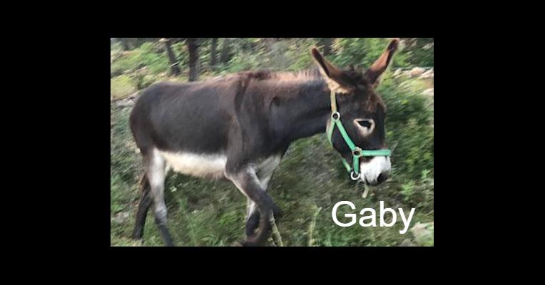 Gaby - Equi-Vivre - Animal Webaction