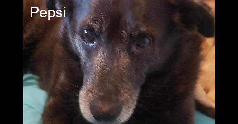 Pepsi - AVRAH - Animal Webaction