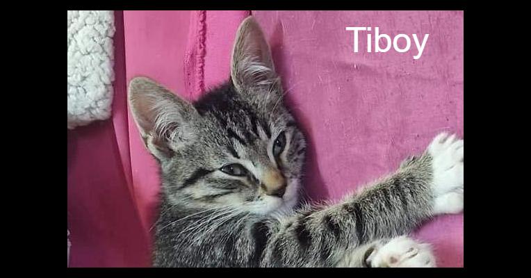 Tiboy - Shortened deadline - Dans les yeux de Leo - Animal Webaction