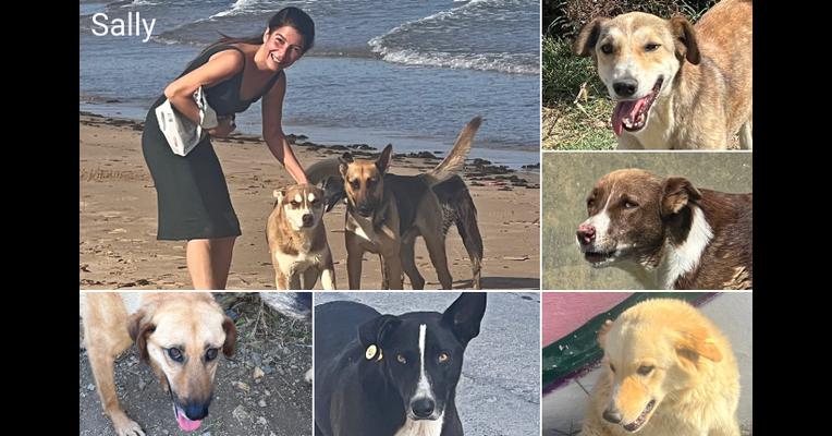 SOS street dogs Morocco - Sanctuaire de la Faune de Tanger (SFT ...