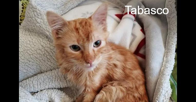 Tabasco - Truffes sans Toit - Animal Webaction