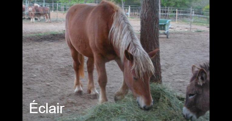 Éclair - Equi-Vivre - Animal Webaction