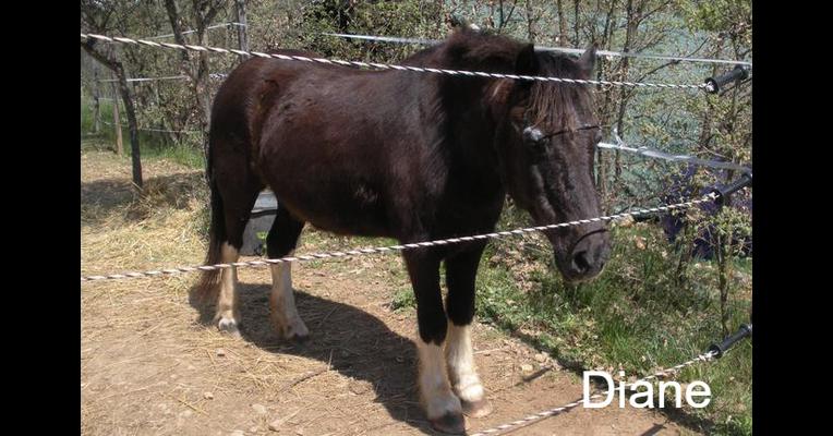 Diane - Equi-Vivre - Animal Webaction