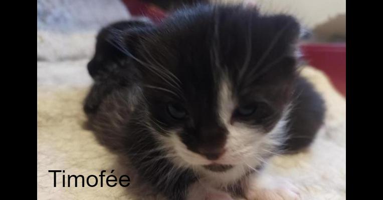 Timofée - Shortened deadline - Les Félins Concitoyens de Saint Eliph - Animal Webaction