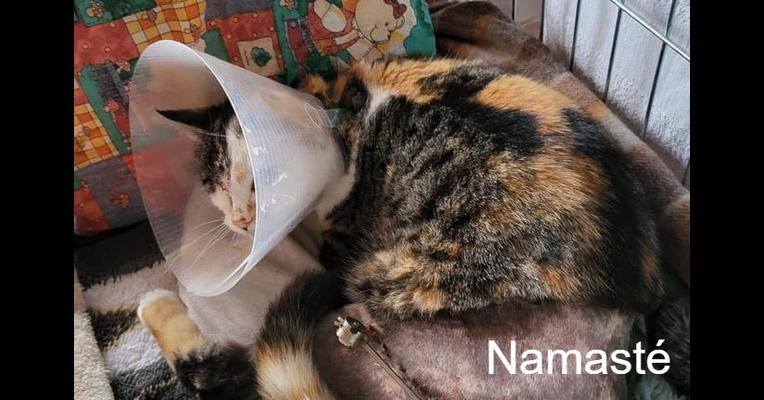 Namasté - Chatsociation71 - Animal Webaction