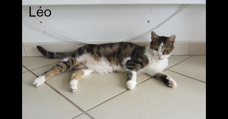 Léo - Association AmiCat - Animal Webaction