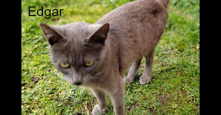 Edgar - OCCP - Animal Webaction