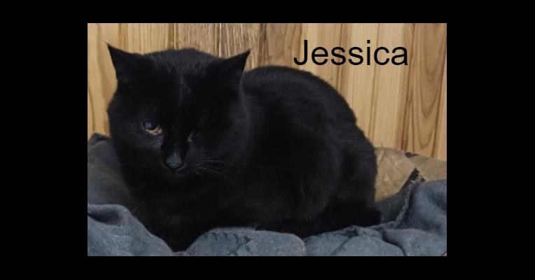 Jessica - Les Amis de Michouette - Animal Webaction